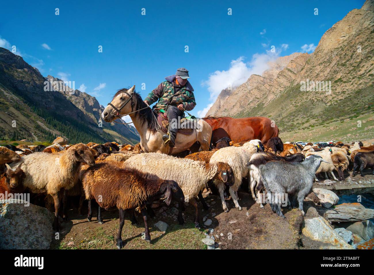 Shepherd on horseback guiding a flock of sheep in the mountain range ...