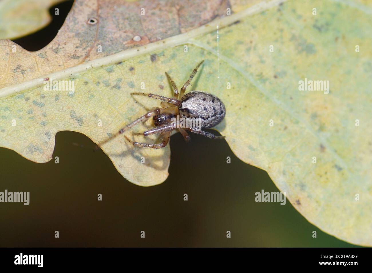 Missing sector orb weaver or the silver-sided sector spider (Zygiella x ...