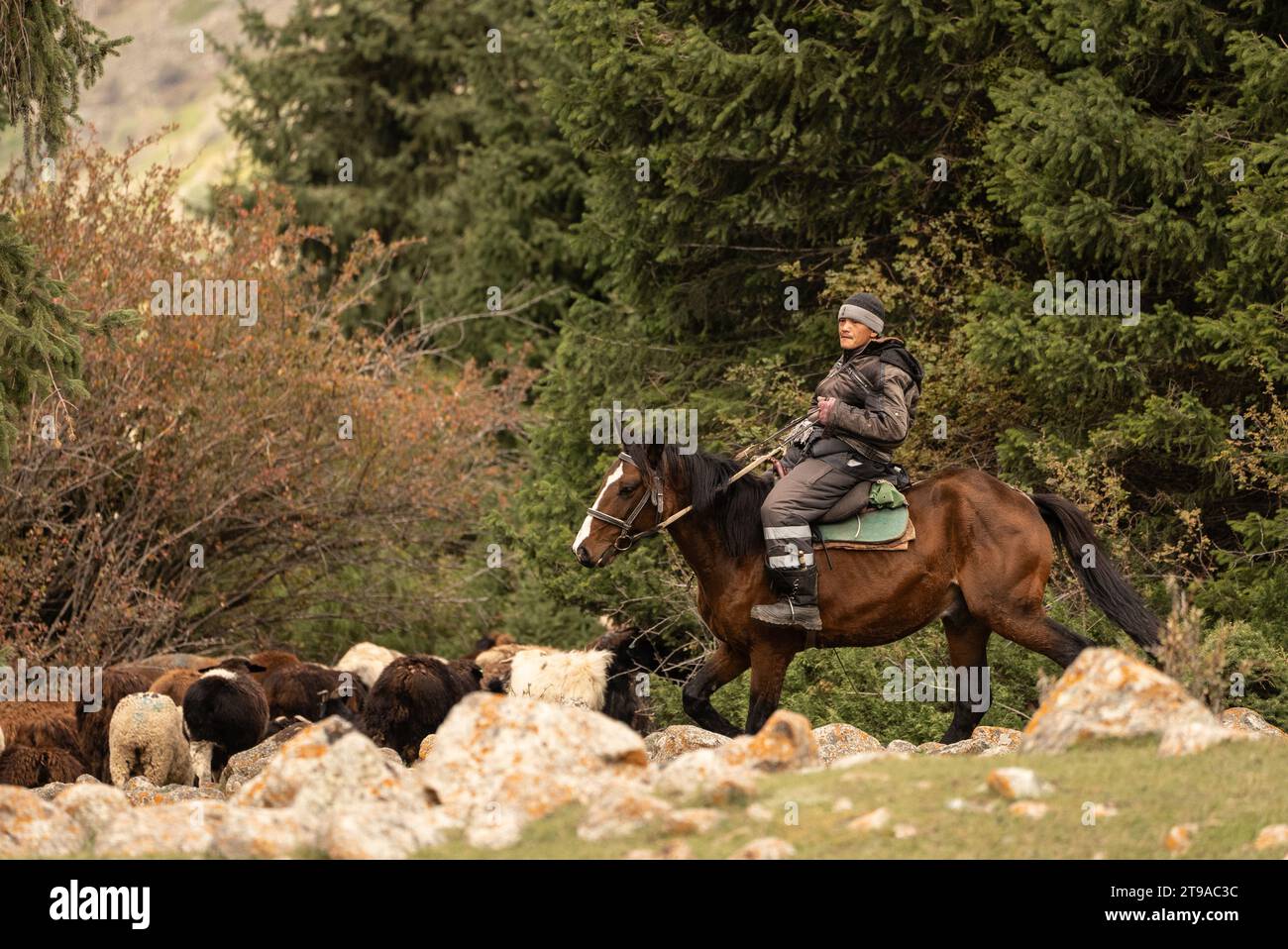 Shepherd on horseback guiding a flock of sheep in the mountain range ...