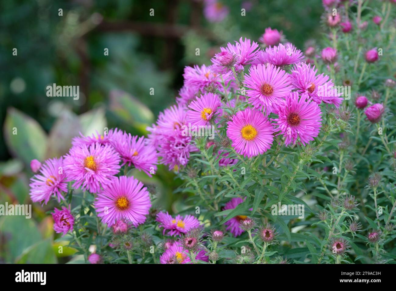 Aster novae-angliae Sayer's Croft, New England aster Sayer's Croft ...