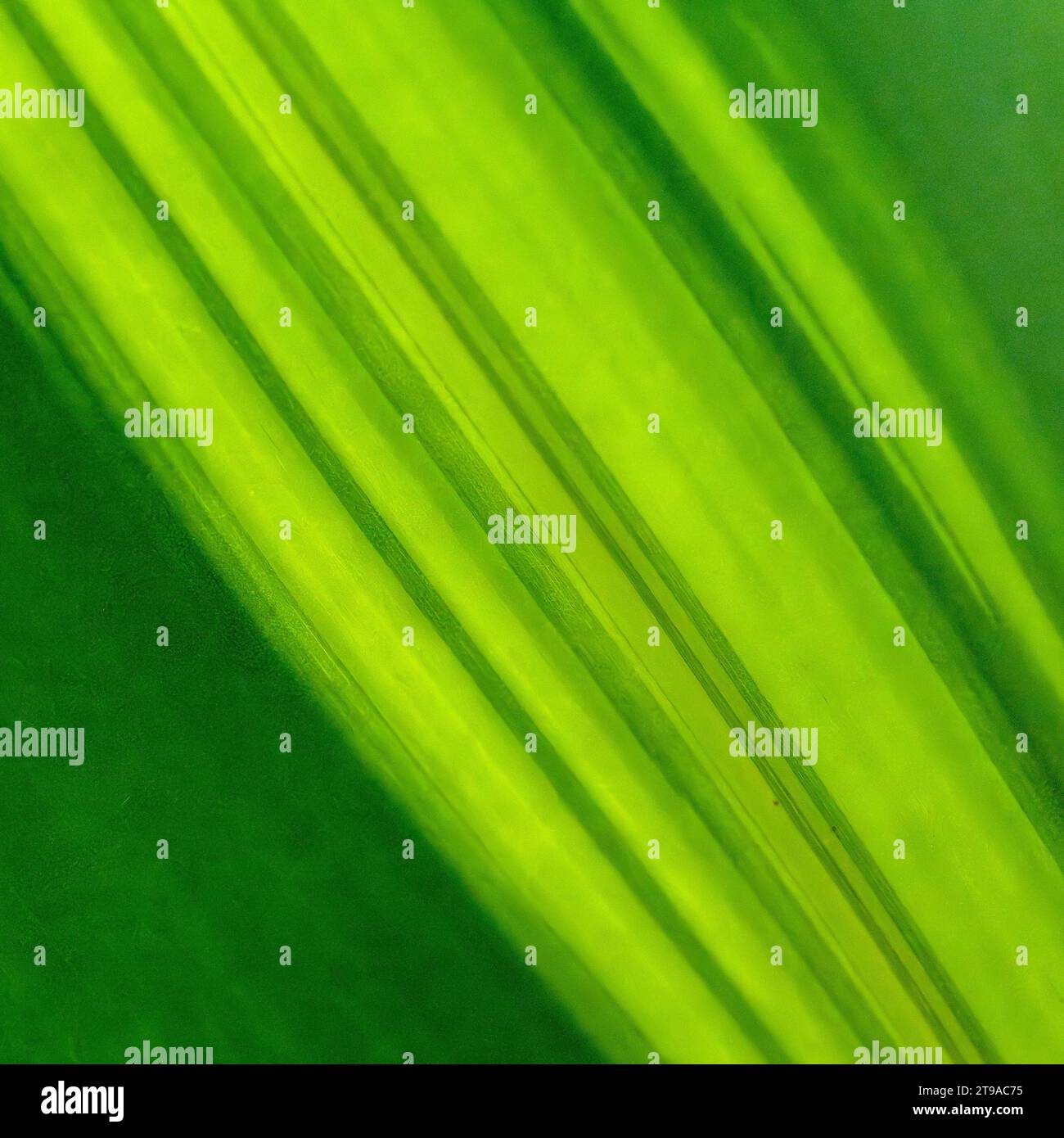 Dracaena - Lemon Lime houseplant Abstract patterns of a green leaf ...