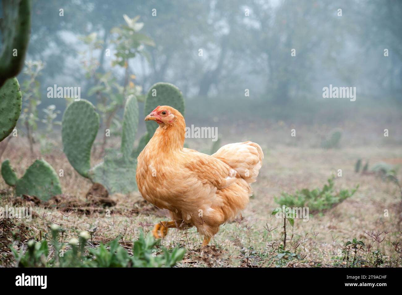 A peaceful scene of a chicken surrounded by lush nature and vibrant ...