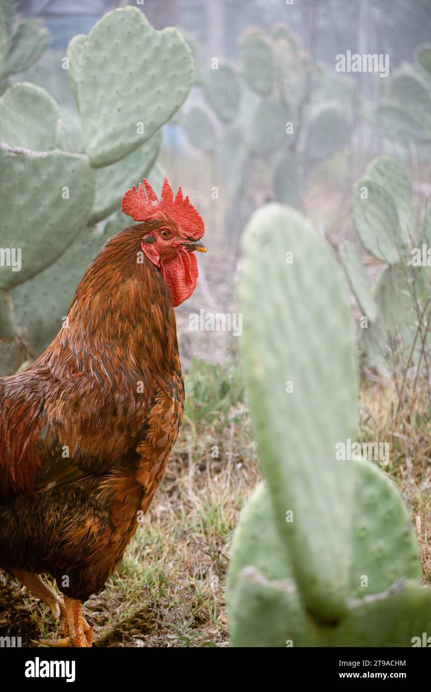 Vibrant adaptation hi-res stock photography and images - Alamy