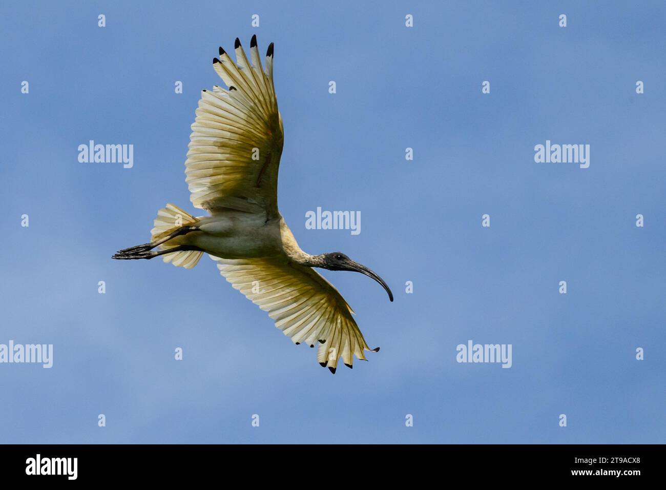 Australian ibis flying hi-res stock photography and images - Alamy