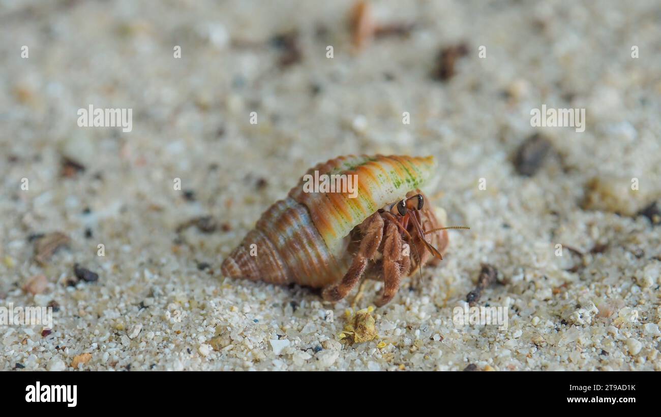Hermit crab, Pagurus bernhardus, crawling on the sand beach in close up ...