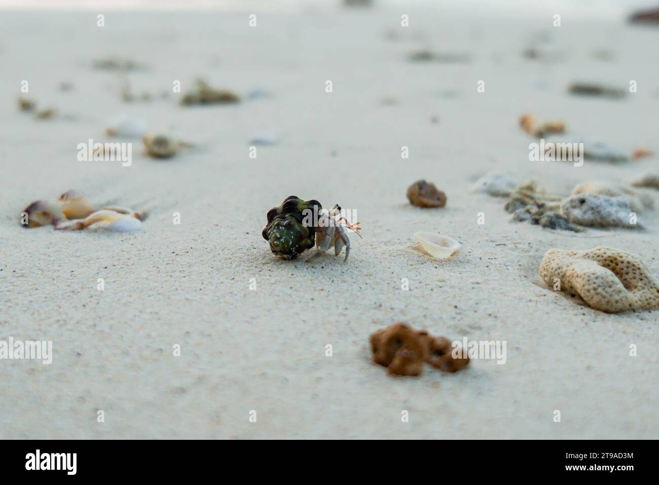 Hermit crab, Pagurus bernhardus, crawling on the sand beach in close up ...