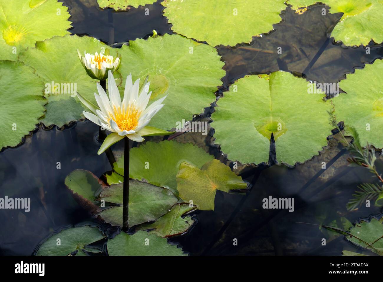 Experience tranquility at the water edge with a vibrant water lily ...