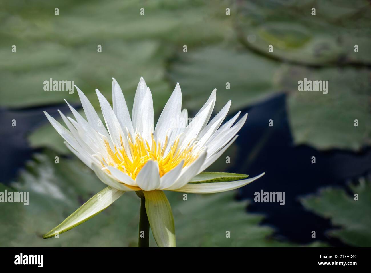 Groundcover lilies hi-res stock photography and images - Alamy