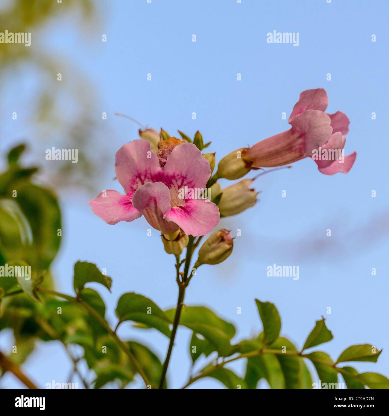 Podranea ricasoliana, called the pink trumpet vine or Port St John ...