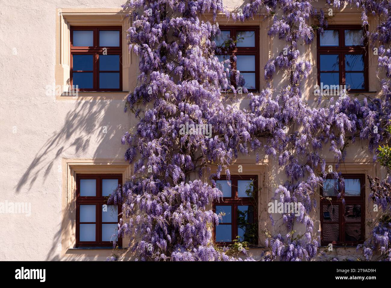 A building wall covered with purple wisteria flowers. The windows are ...