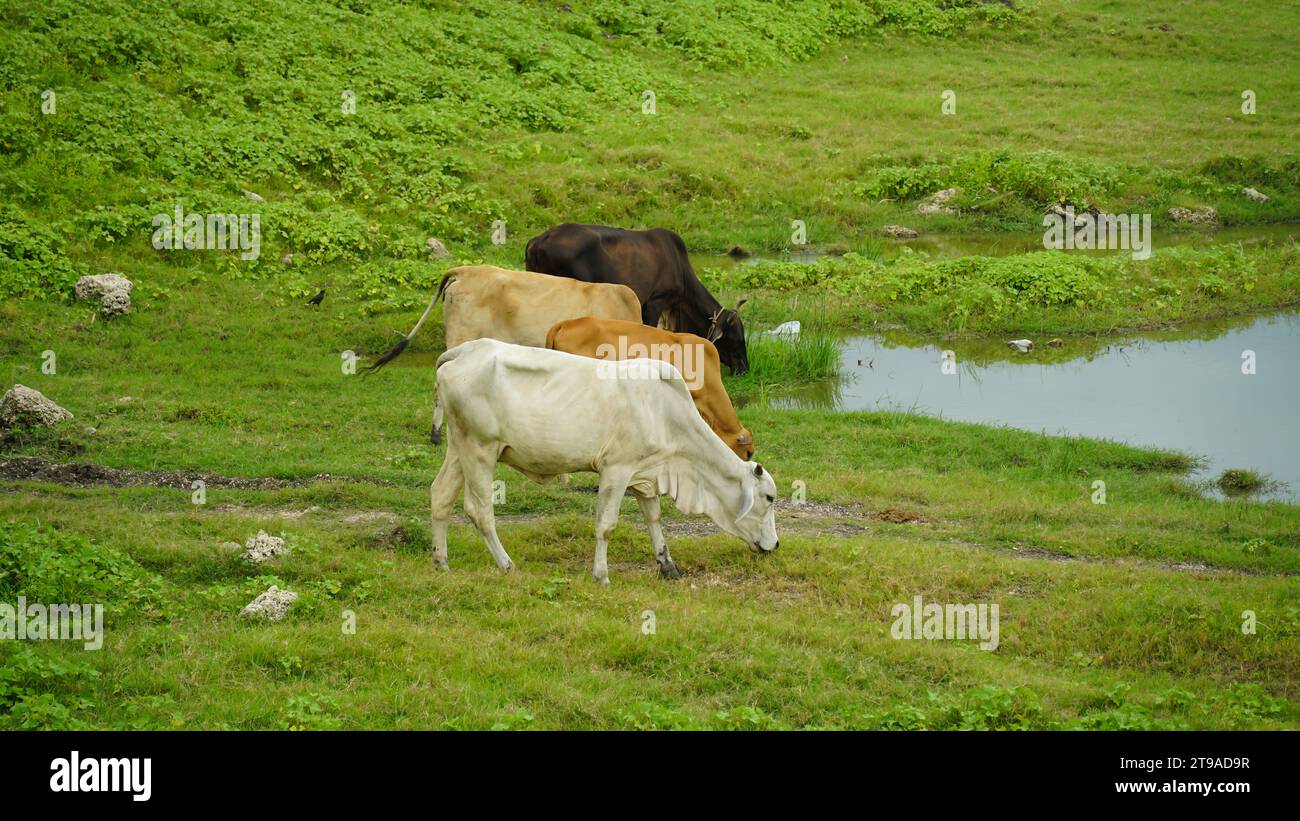 Herd of cows walking on the road with green tree dam and mountain in ...