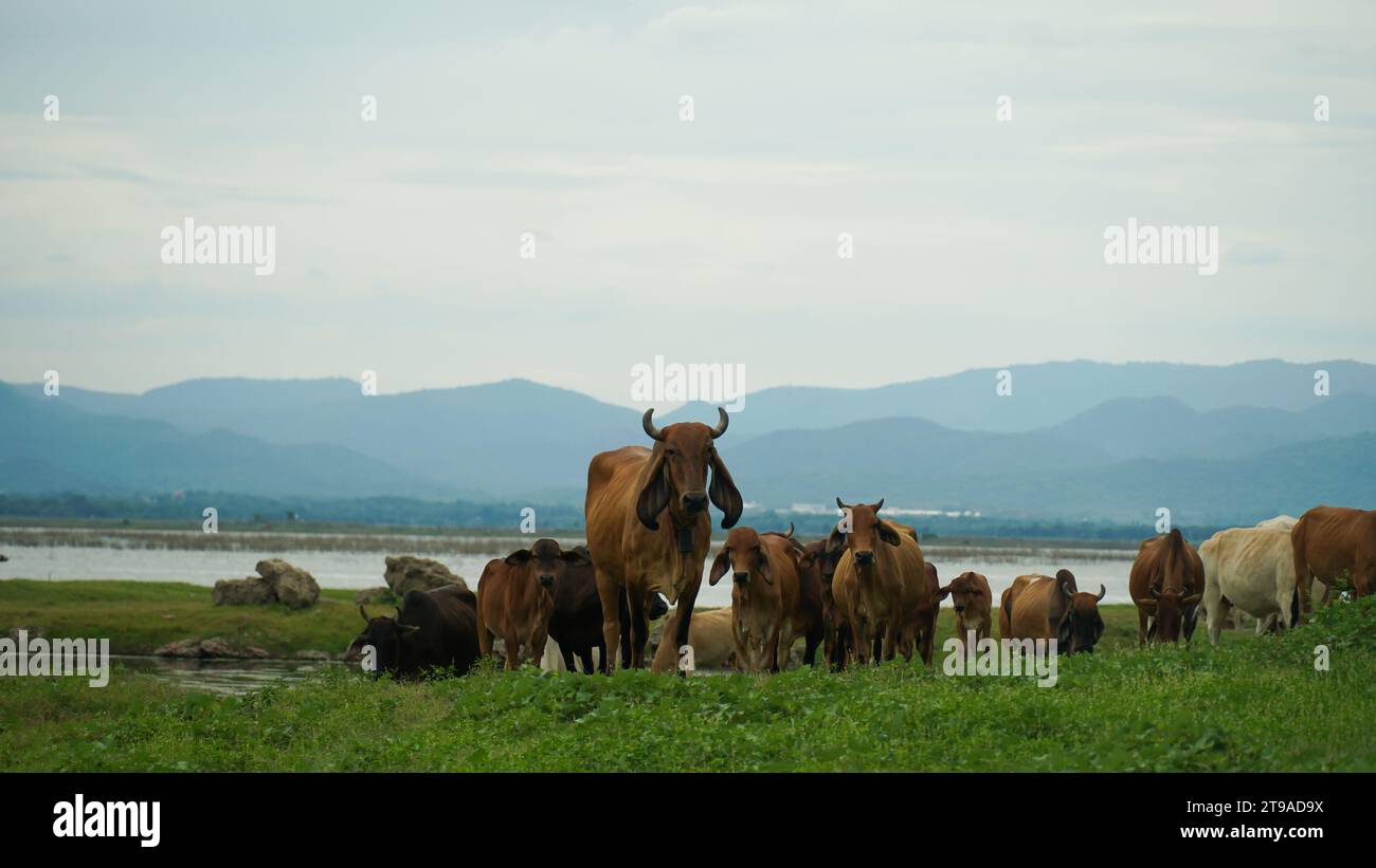 Herd of cows walking on the road with green tree dam and mountain in ...