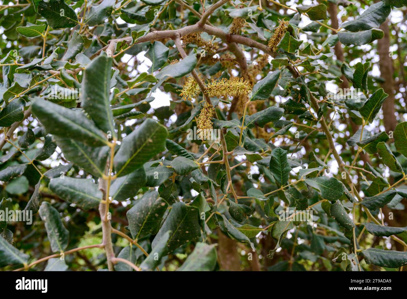 Close up of the male flowers of a Carob tree The carob (Ceratonia ...