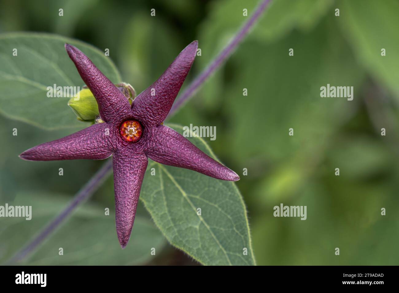 Explore the intricate world of flowers through mesmerizing macro ...