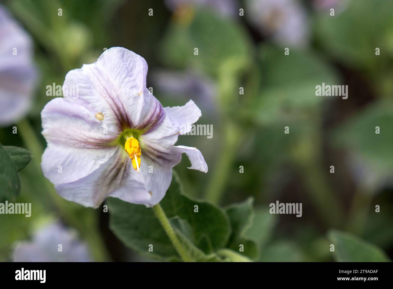 Step into the enchanting world of macro photography, where the ...