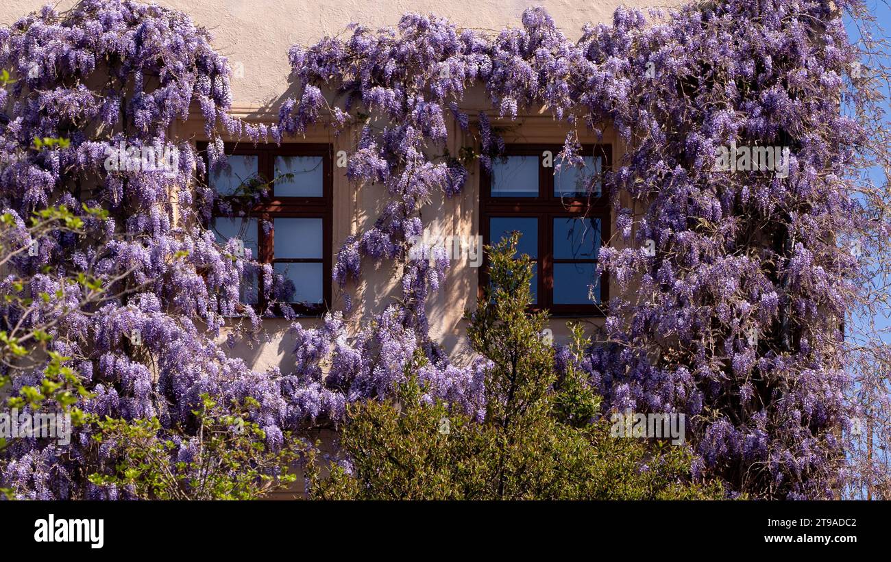 Wisteria vines with purple flowers are draped over a building, giving ...