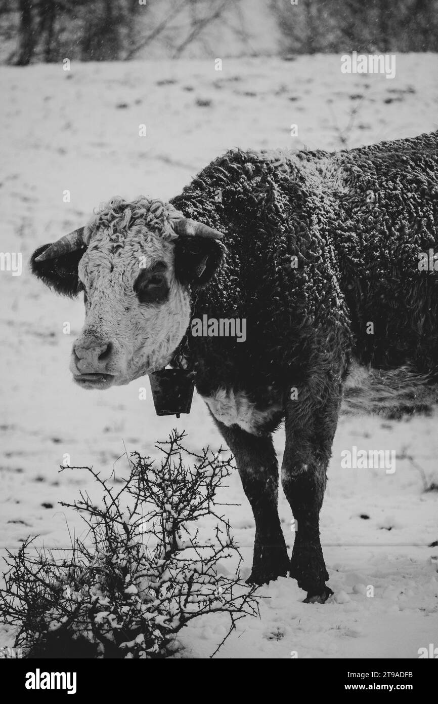 A cow farm scenery in Apuseni Mountains, Romania during winter in ...