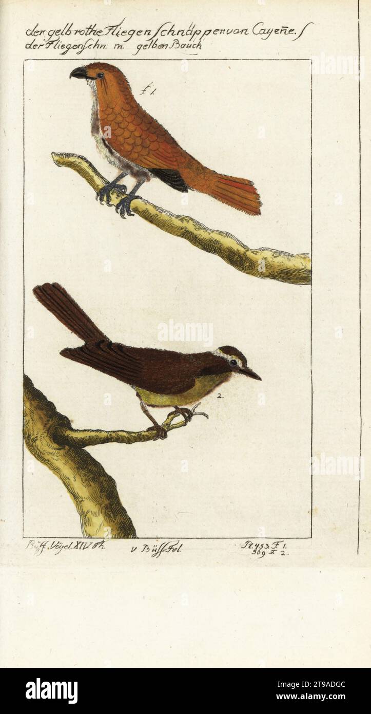 Le gobe mouche roux de cayenne hi-res stock photography and images - Alamy