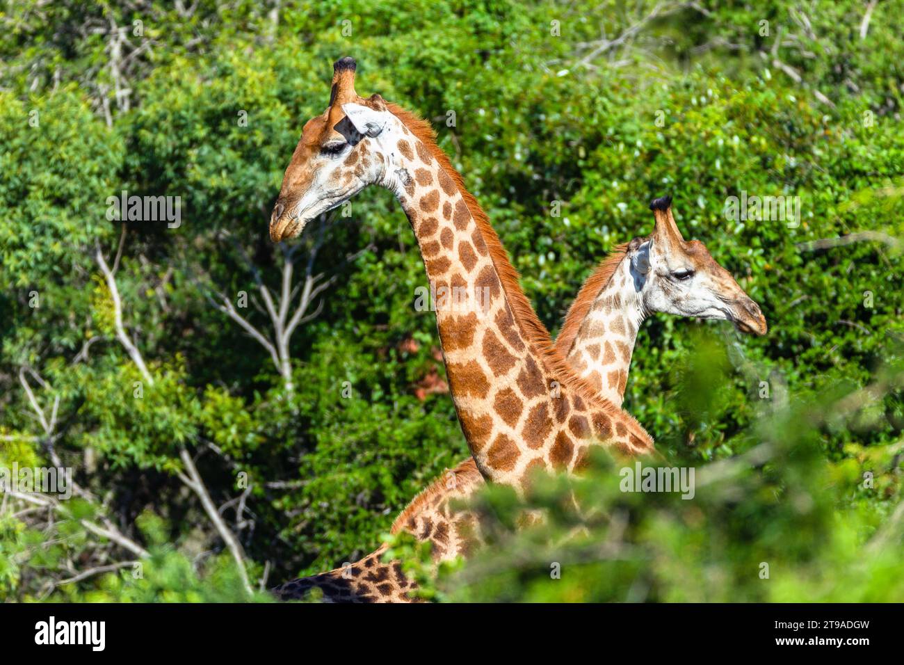 Wildlife giraffes mother young calf animals close together in thick ...