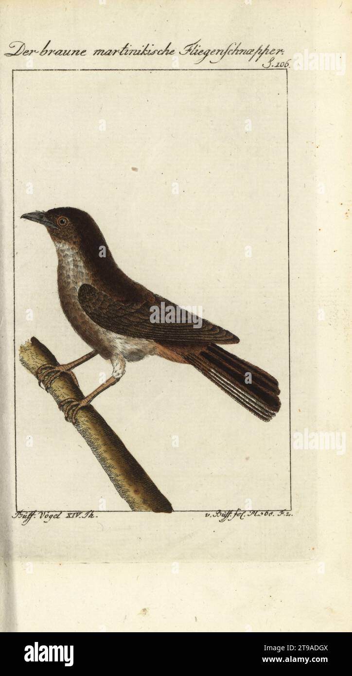 Caribbean elaenia, Elaenia martinica. Der braune martinikische ...