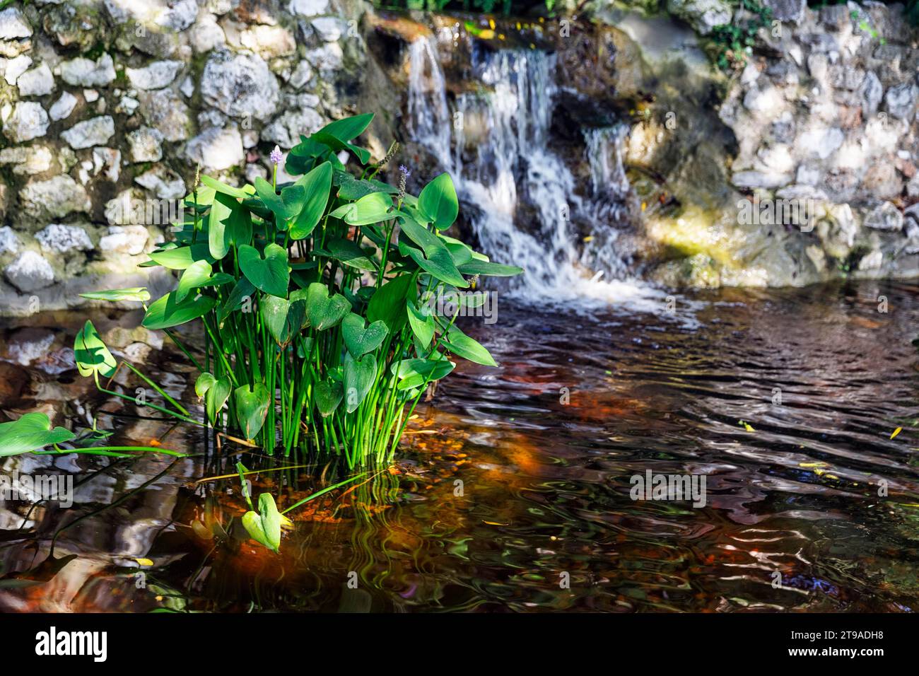 Green plants by the pond, La Alameda Botanical Gardens, Upper Town ...
