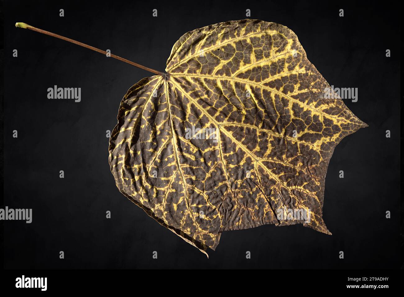 Plain tree hi-res stock photography and images - Alamy