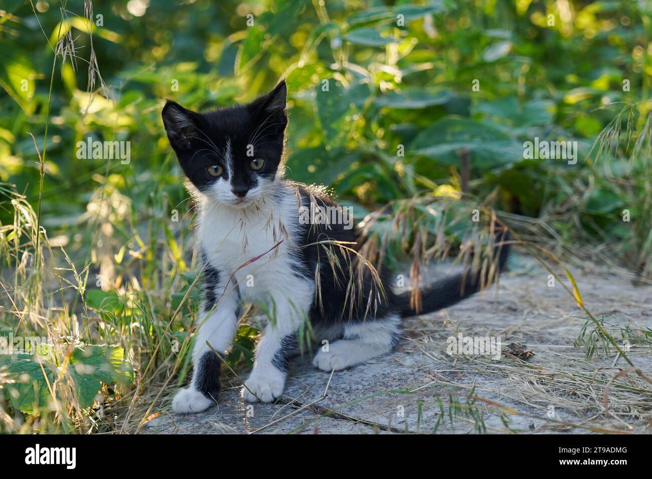 Funny portraits of a kitten close-up. Cat in the outside Stock Photo ...