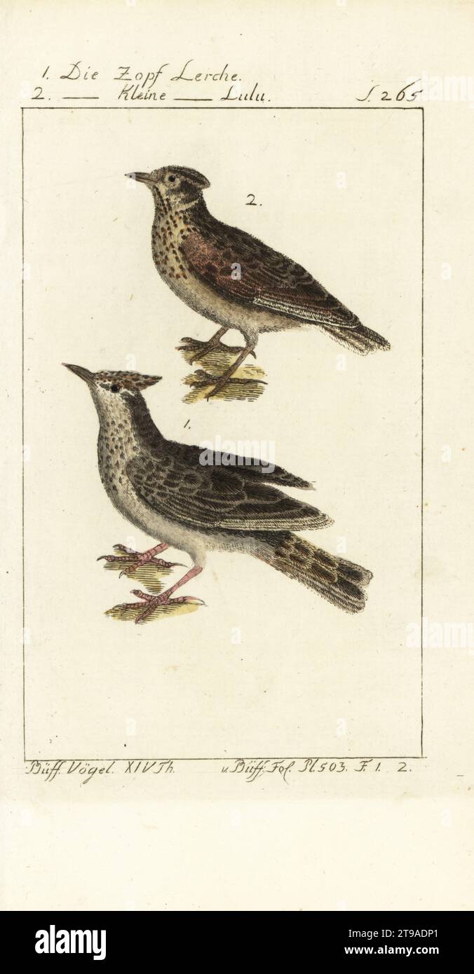 Crested lark, Galerida cristata 1, and woodlark, Lullula arborea 2. Die ...