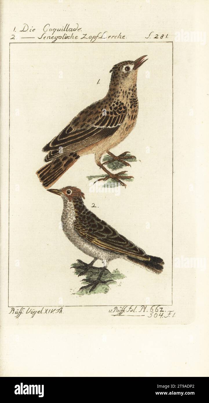 Thekla's lark, Galerida theklae, and crested lark, Galerida cristata ...