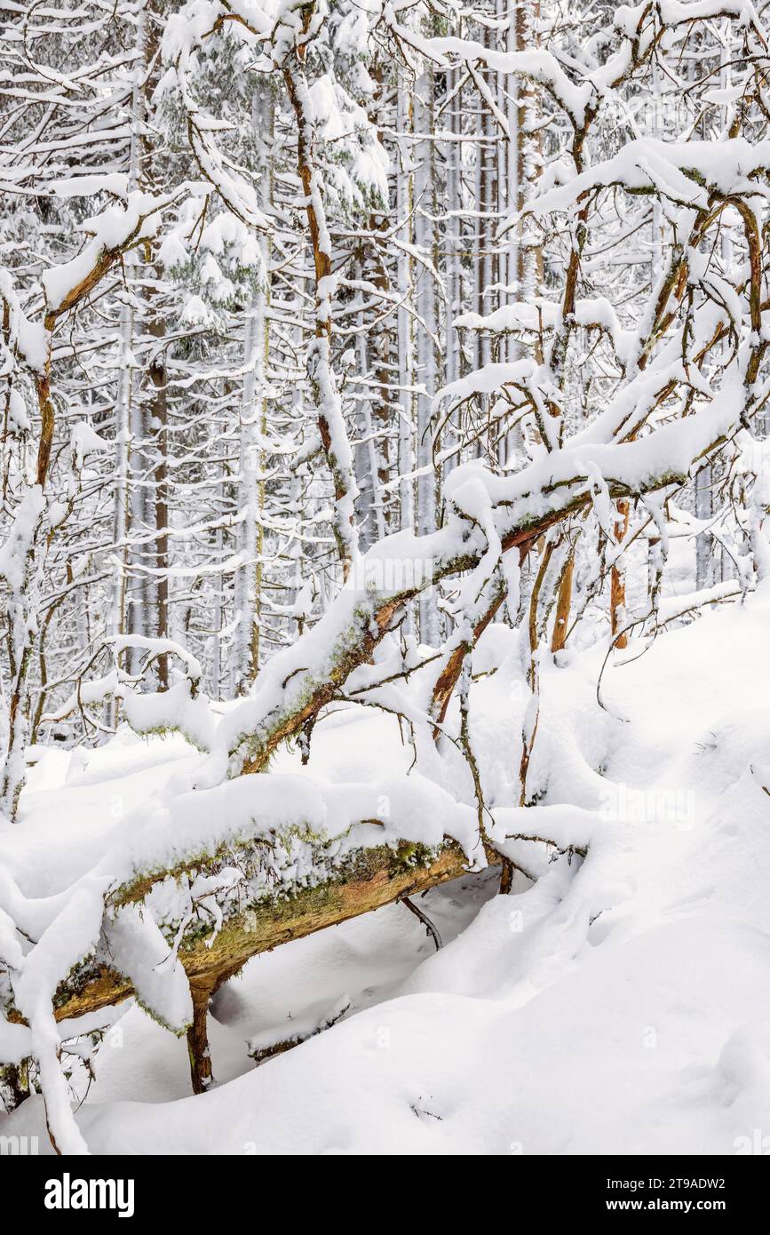 Fallen tree in an old forest with deep snow a cold winter day Stock ...