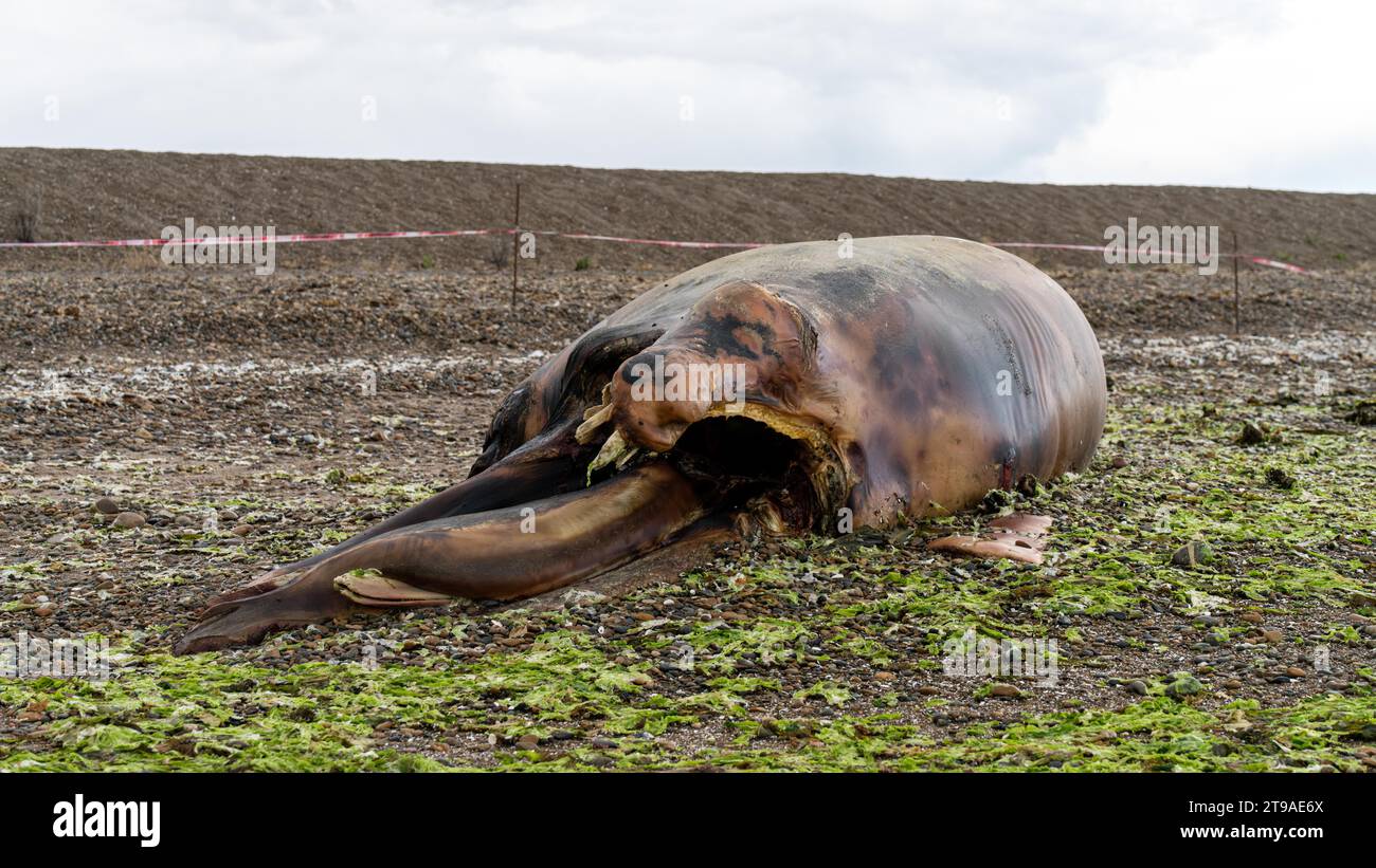 Whale carcass underwater hi-res stock photography and images - Alamy