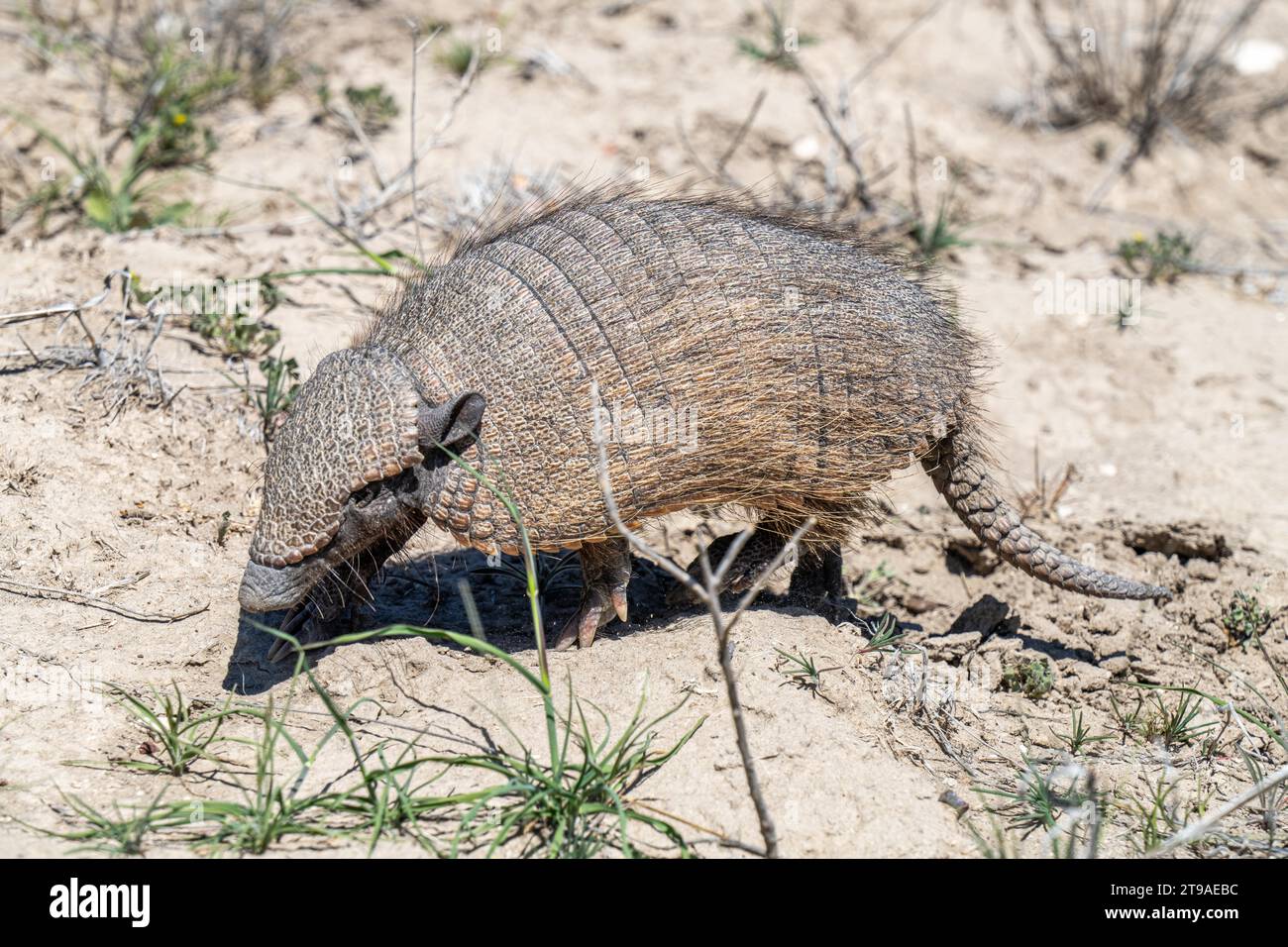 Dwarf armadillo (Zaedyus pichiy), Ruta Provincial 1 Rio Negro, Rio ...