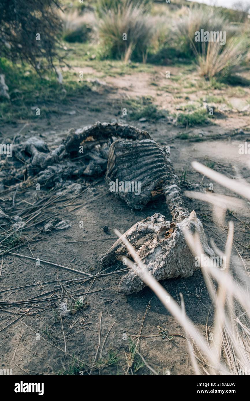 Carcass of sheep hi-res stock photography and images - Alamy