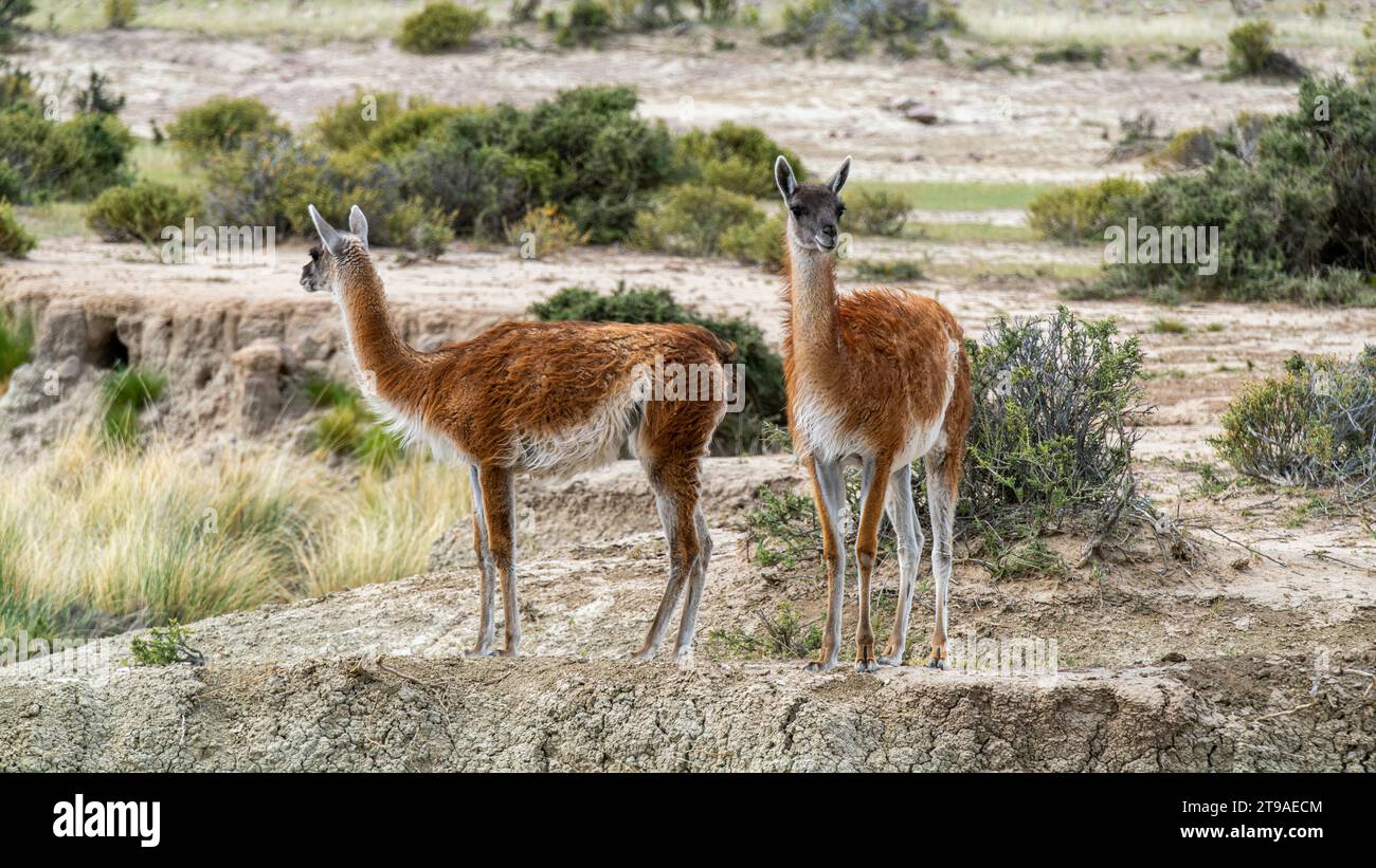 Guanacos (Lama guanicoe) at Cabo Dos Bahias, Chubut, Argentina Stock ...