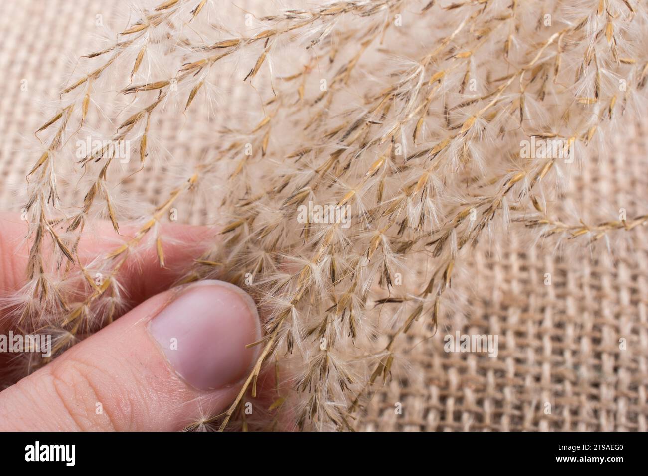 Beautiful colorful natural flowers in dry form Stock Photo - Alamy