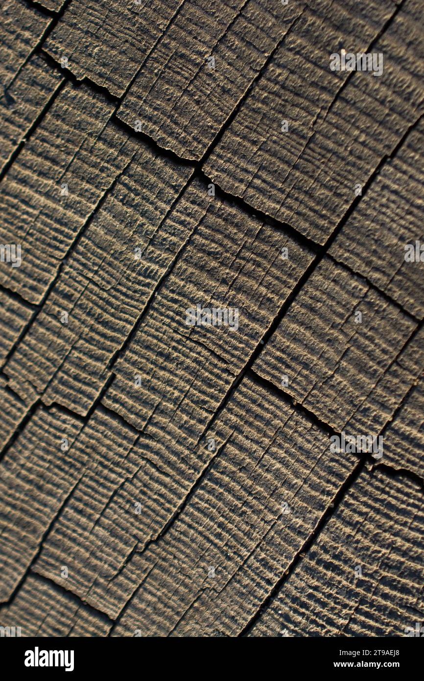 Cut tree stump surface as a background texture Stock Photo - Alamy