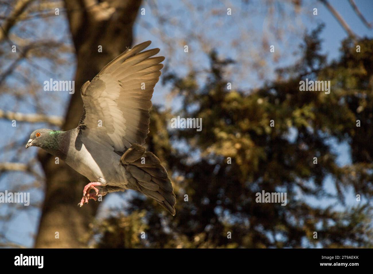 Single pigeon in the air with wings wide open Stock Photo - Alamy