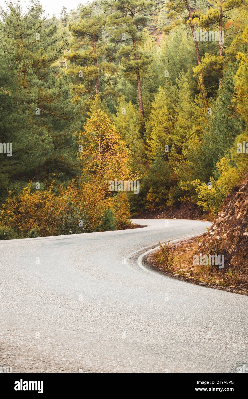 Asphalt road through the forest hi-res stock photography and images - Alamy