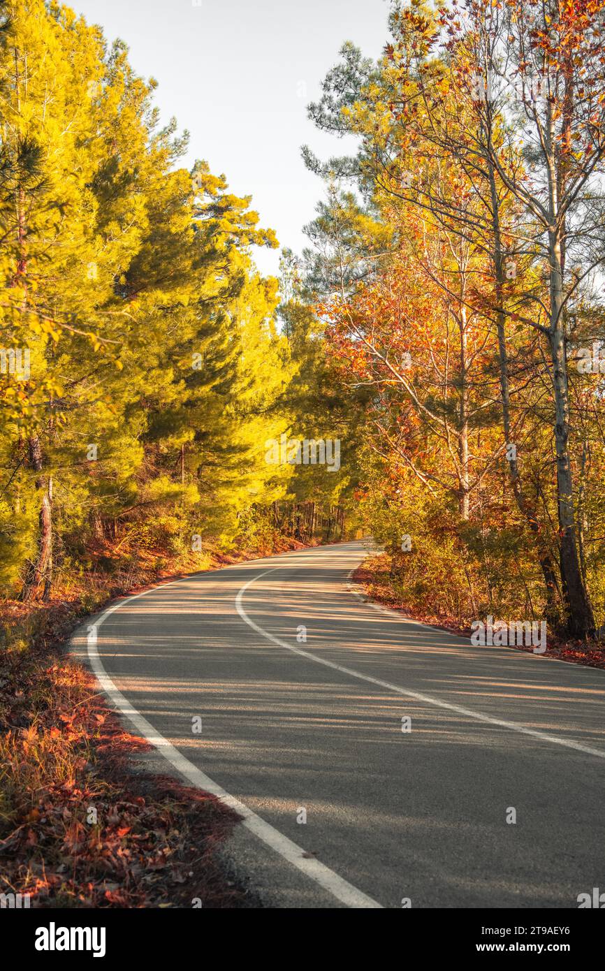 Asphalt road through the forest hi-res stock photography and images - Alamy