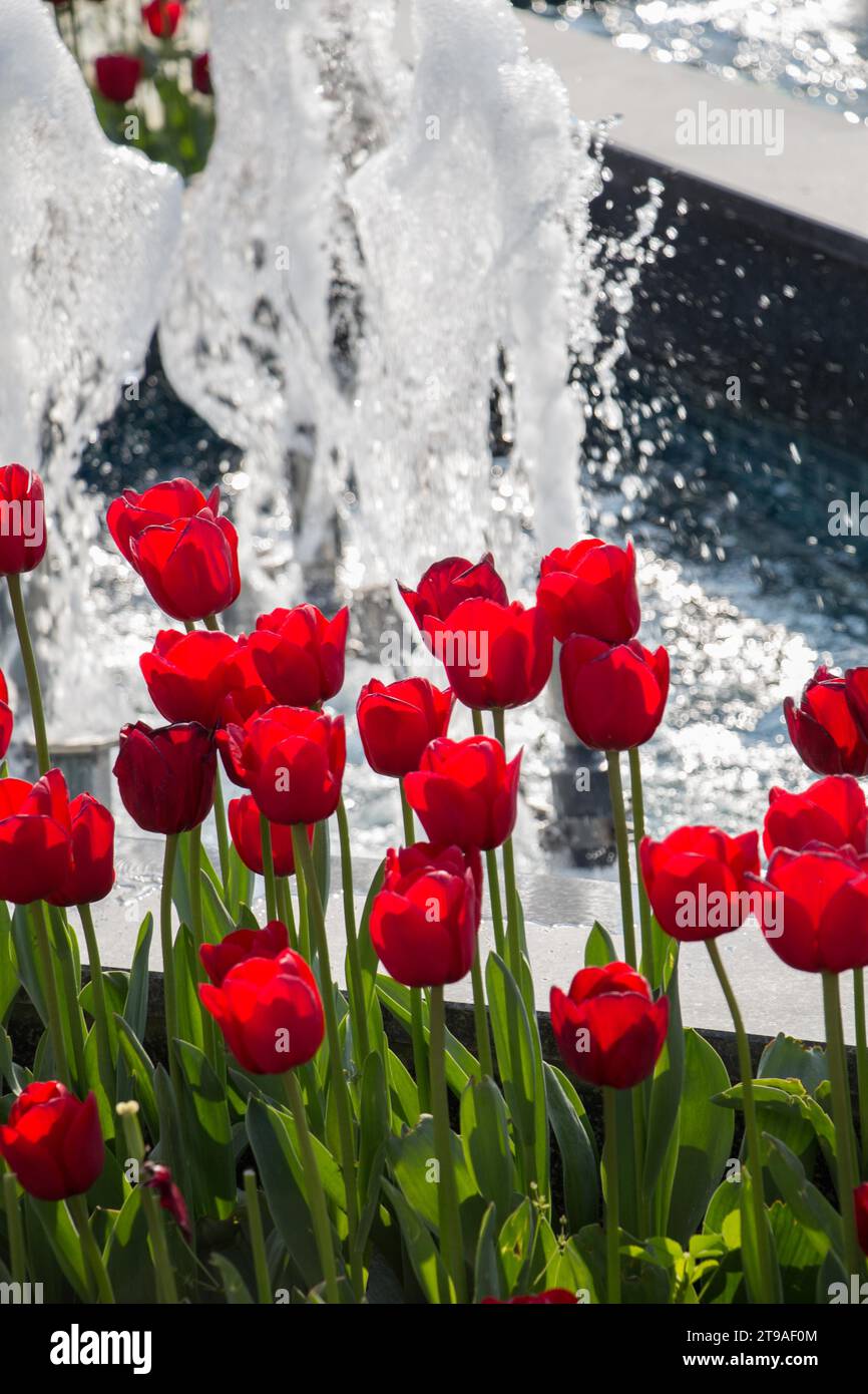 Red color tulip flowers bloom in the garden Stock Photo - Alamy