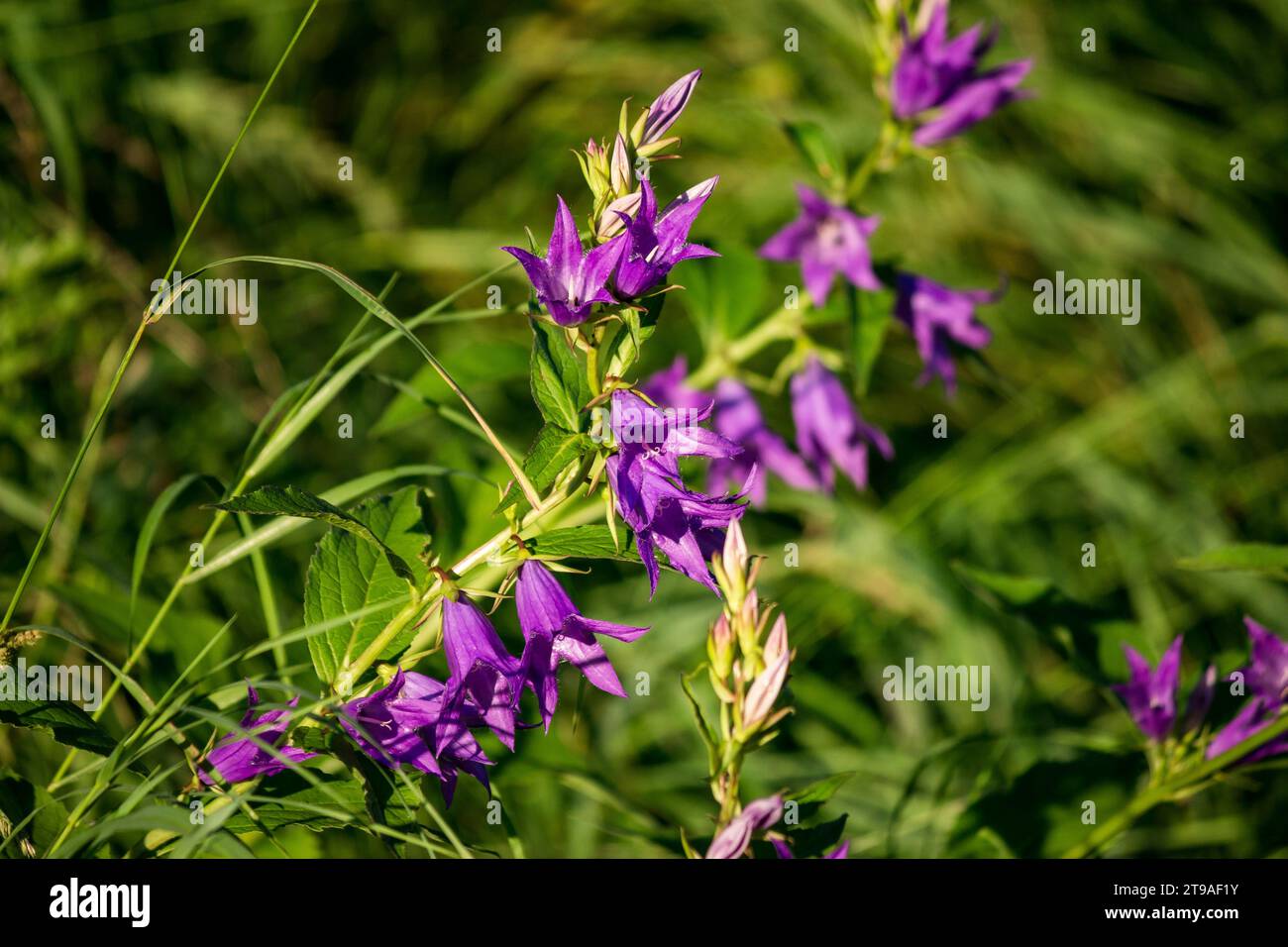 Purple flowers of wild bellflower on a green background Stock Photo - Alamy