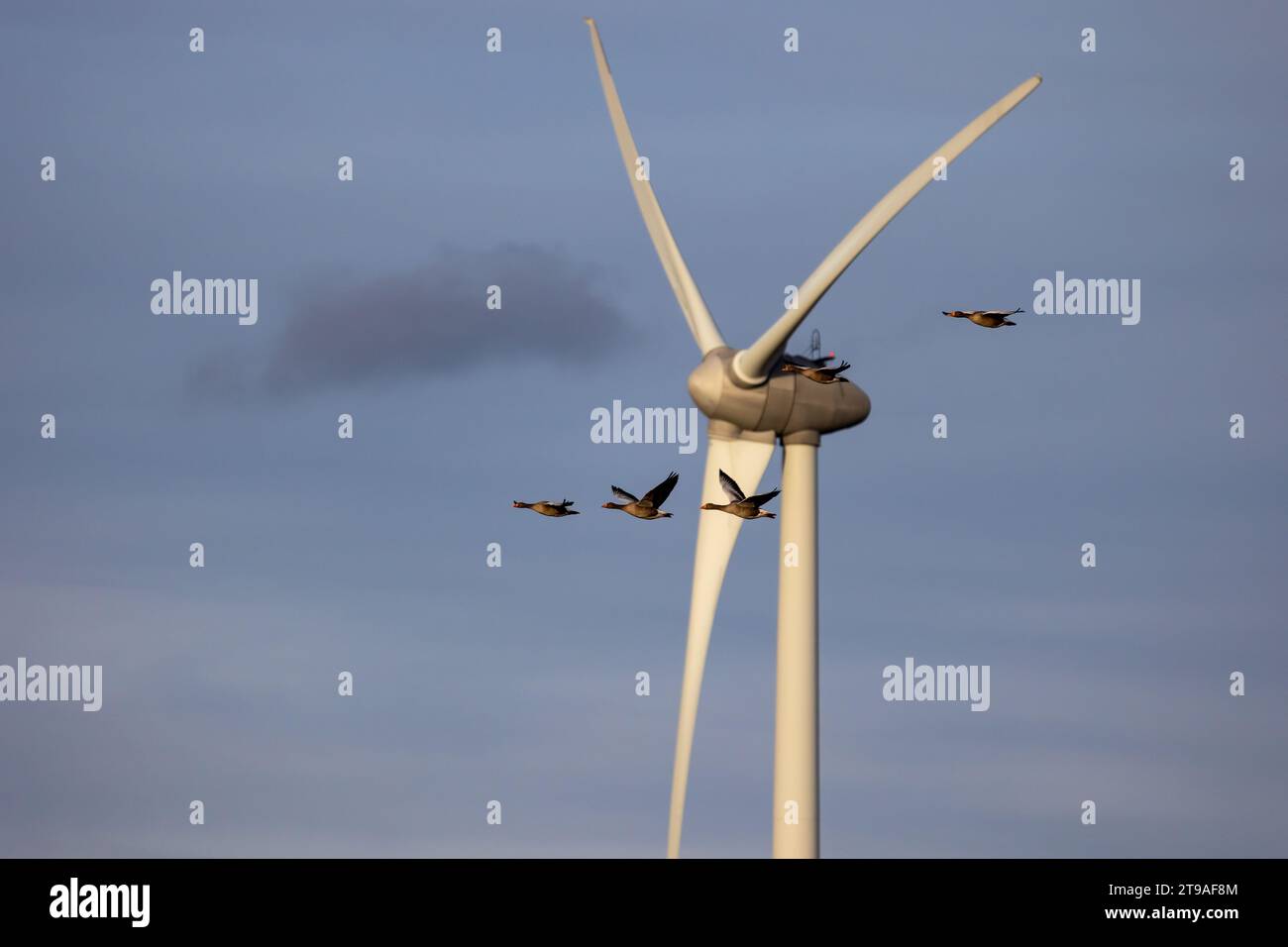 A majestic scene of several birds soaring through the air with a large ...