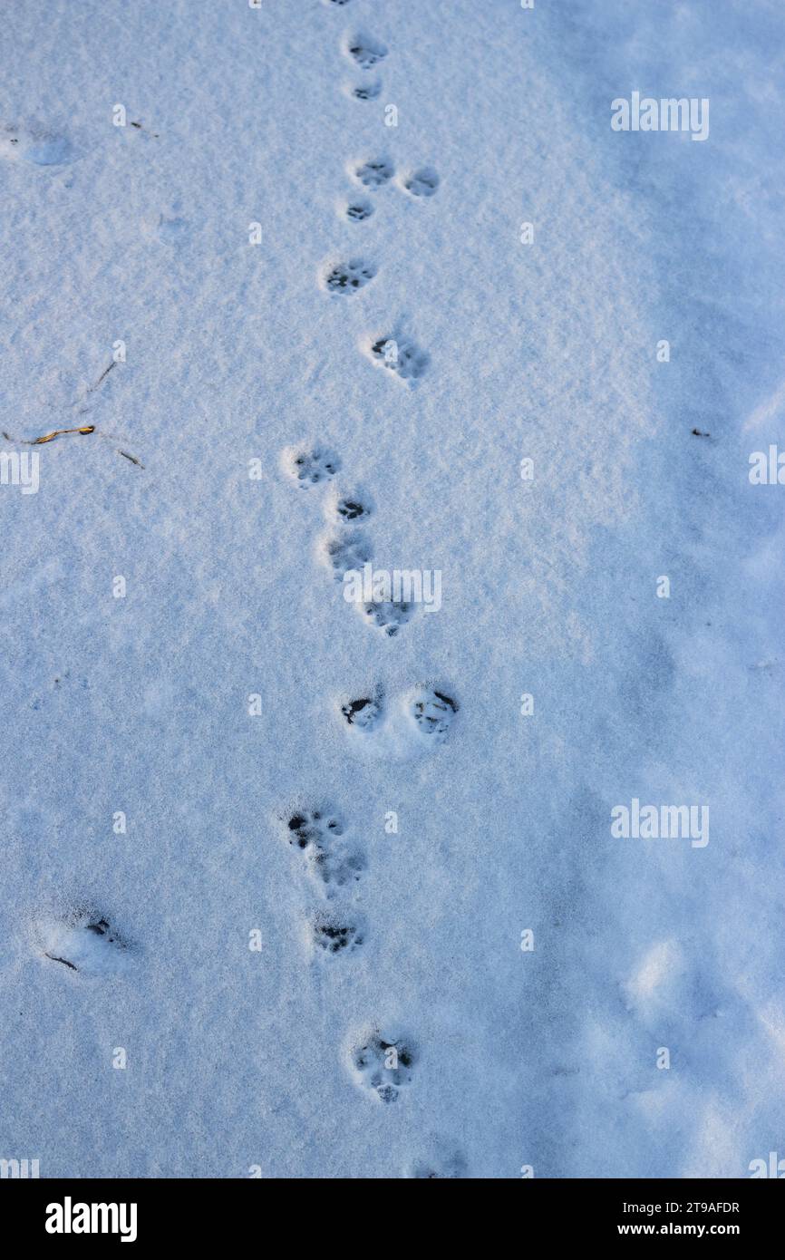 Cat footprints hi-res stock photography and images - Alamy