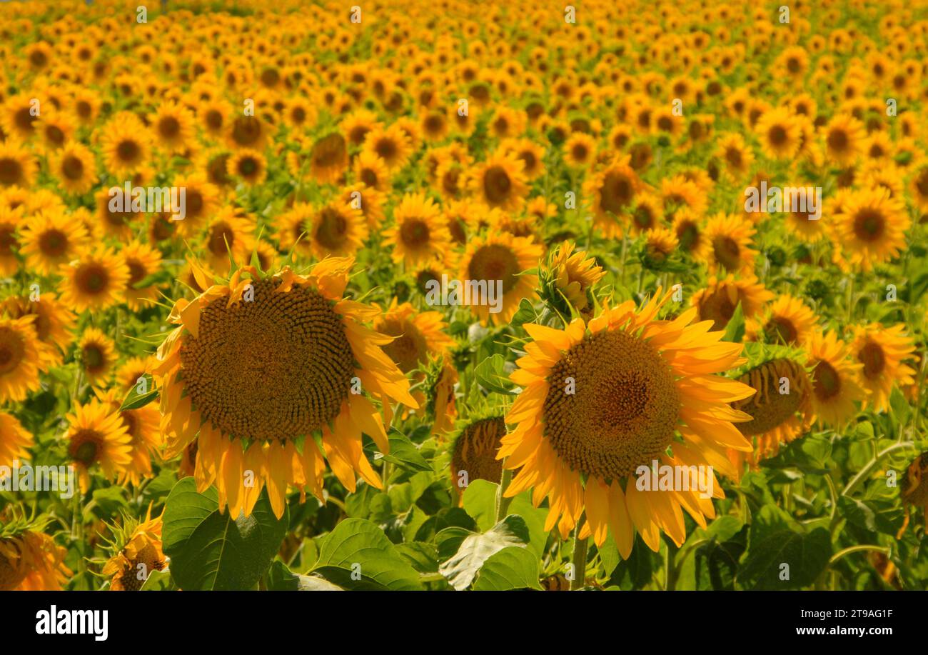 sunflower field. tapestry of yellow flowers looking at the sun Stock ...