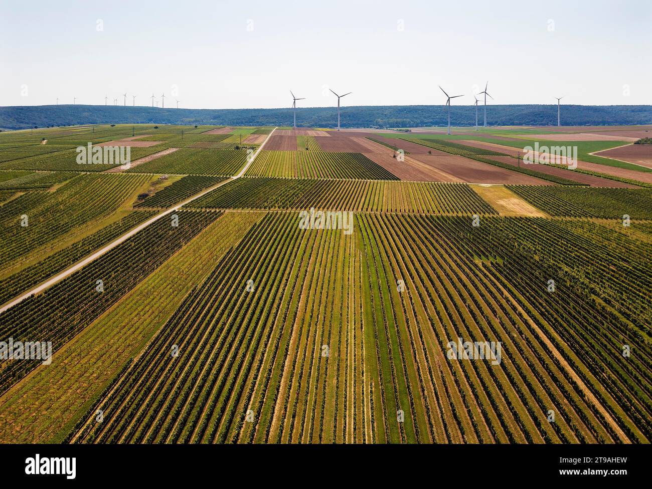 Drone images, vineyards, wind turbines in the vineyards, vines in a row ...