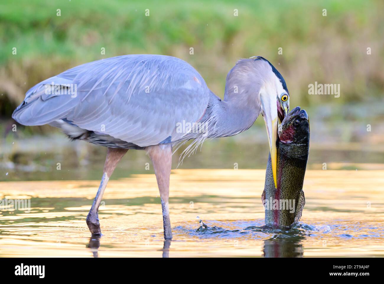 Blue heron tries to eat a big rainbow trout CALIFORNIA DRAMATIC images ...