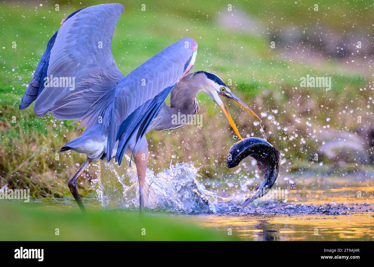 Trout finally escapes from the blue heron CALIFORNIA DRAMATIC images ...