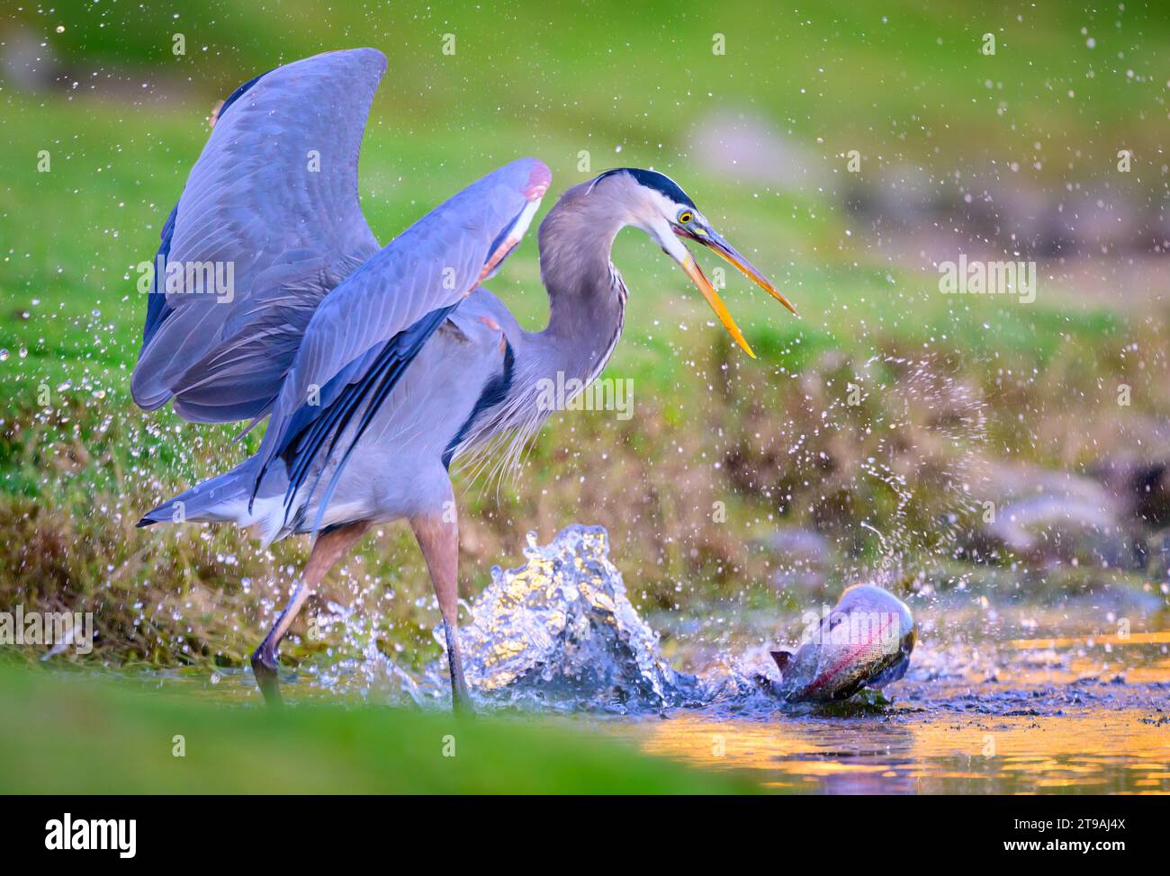 Blue heron lost its dinner CALIFORNIA DRAMATIC images show a huge ...