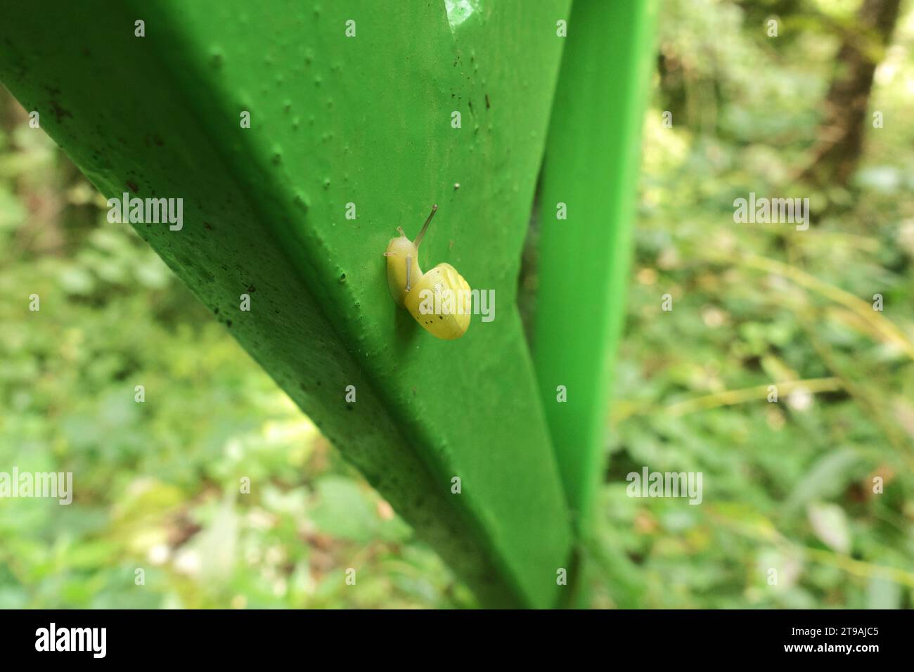 small yellow snail on green background, waterfall Ladjevac, Raca ...