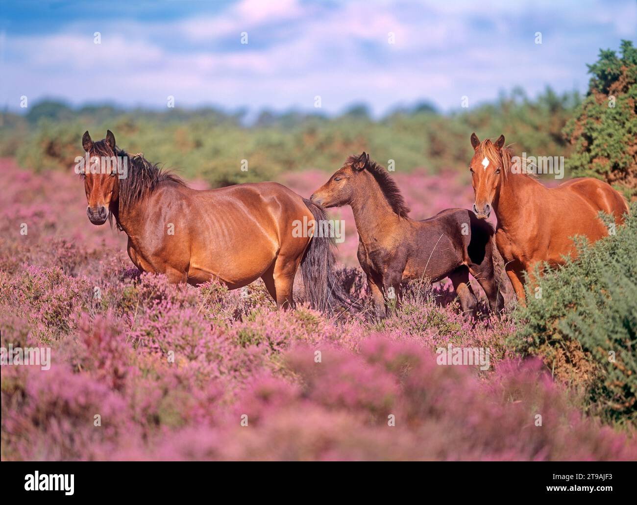 Free roaming New Forest ponies in the New Forest National Park ...